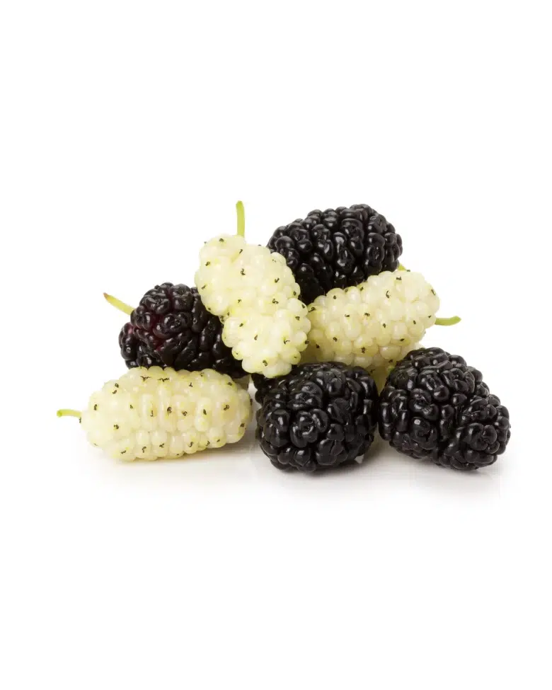 Gelsi bianchi e neri 200/250 gr. – Società Agricola Agropontino