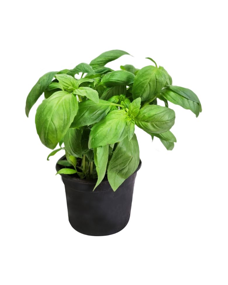 Pianta di basilico – Società Agricola Agropontino