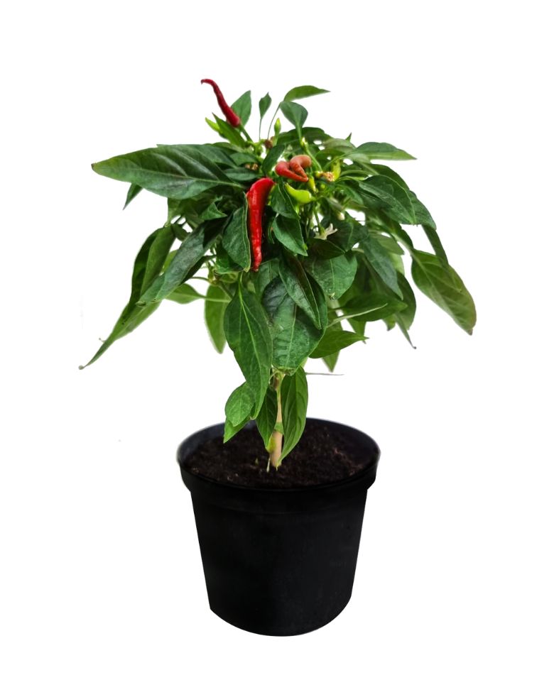 Pianta di peperoncino – Società Agricola Agropontino