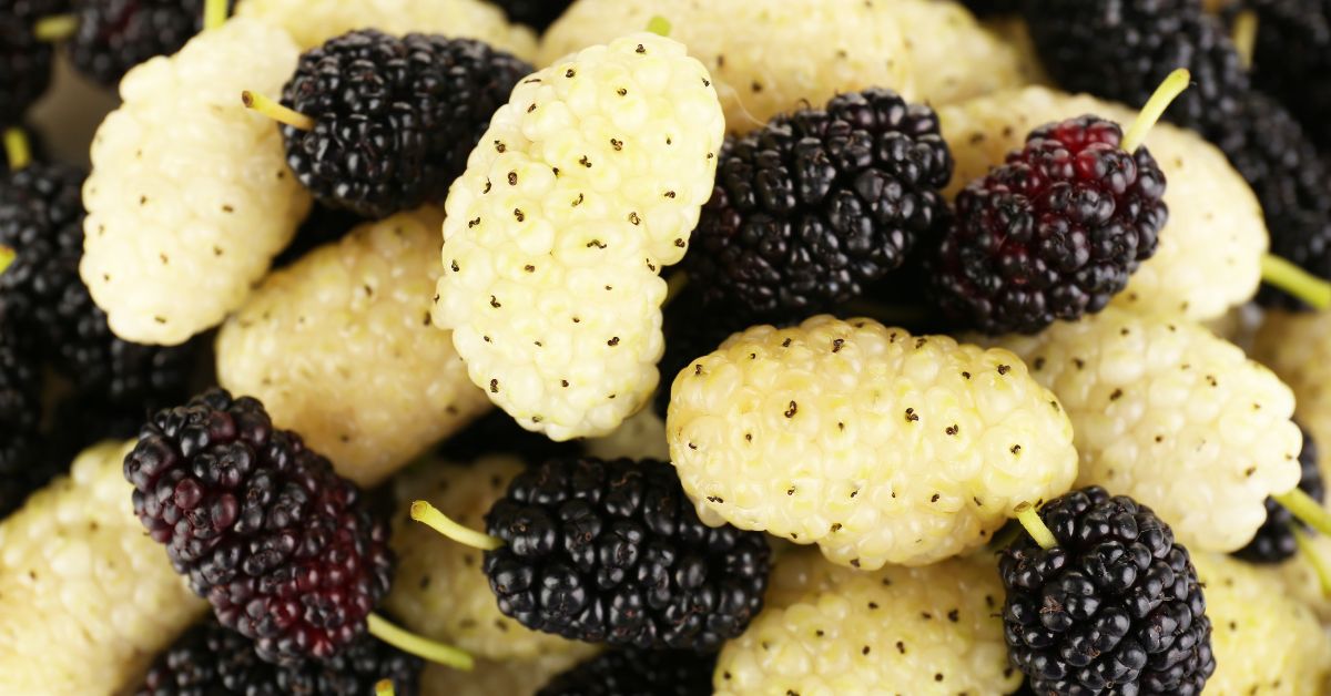 I Gelsi | Blog | Azienda Agro Pontino