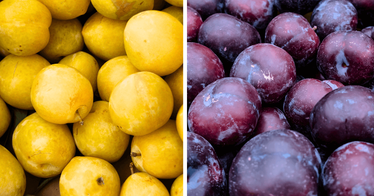 Prugne gialle e nere | Blog | Azienda Agro Pontino